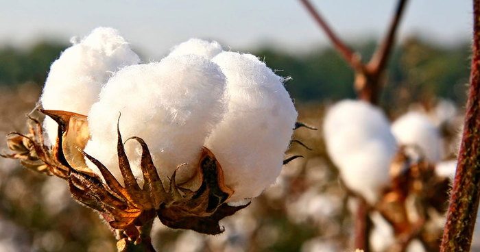 Bomull :: Textilslojden